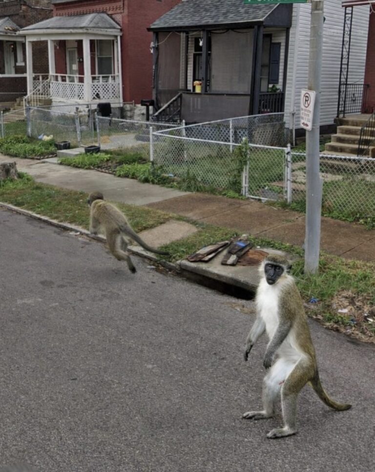 FOUR MONKEYS ON THE LOOSE IN NORTH ST. LOUIS HEALTH DEPARTMENT CONFIRMS🥴